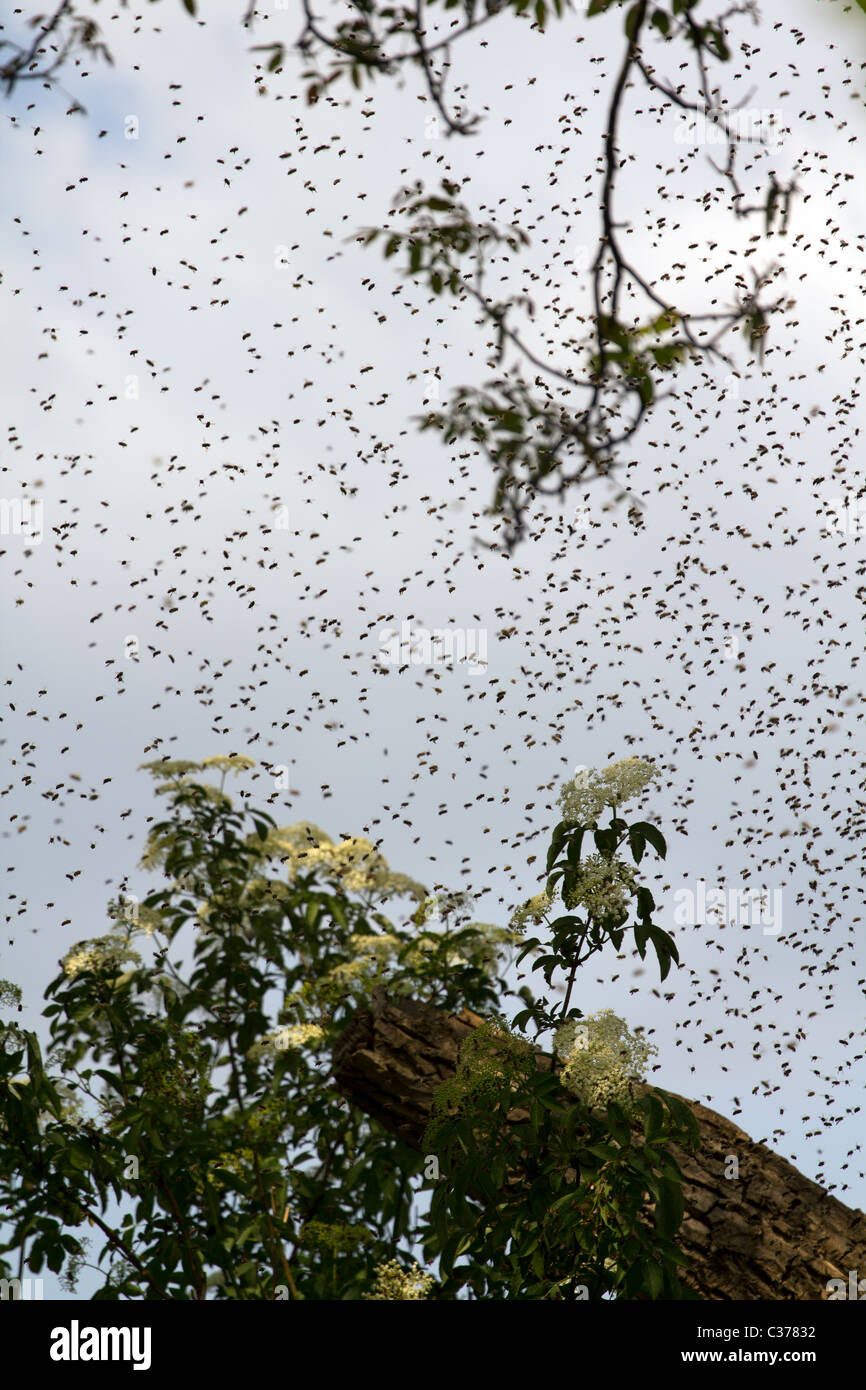 Wasp swarm hi-res stock photography and images - Alamy