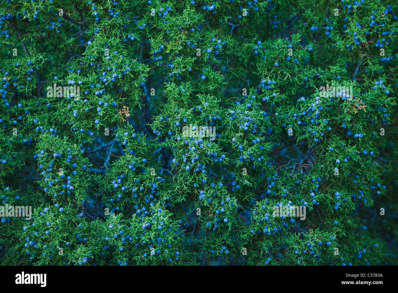 Juniper berries / cones on a tree in the Sandia mountain foothills just ...