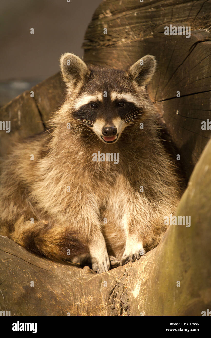 Raccoon at home Stock Photo - Alamy