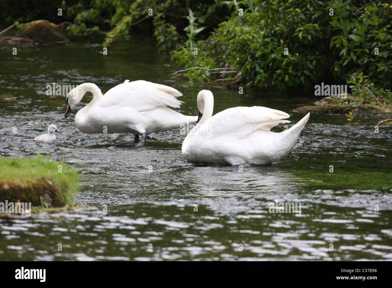 Cygnet river hi-res stock photography and images - Alamy