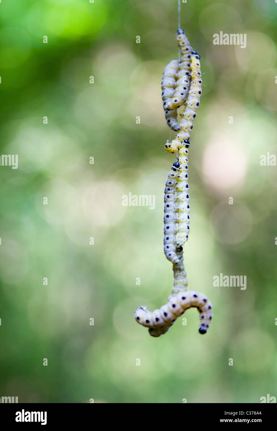 Caterpillar Hanging By Thread High Resolution Stock Photography and ...