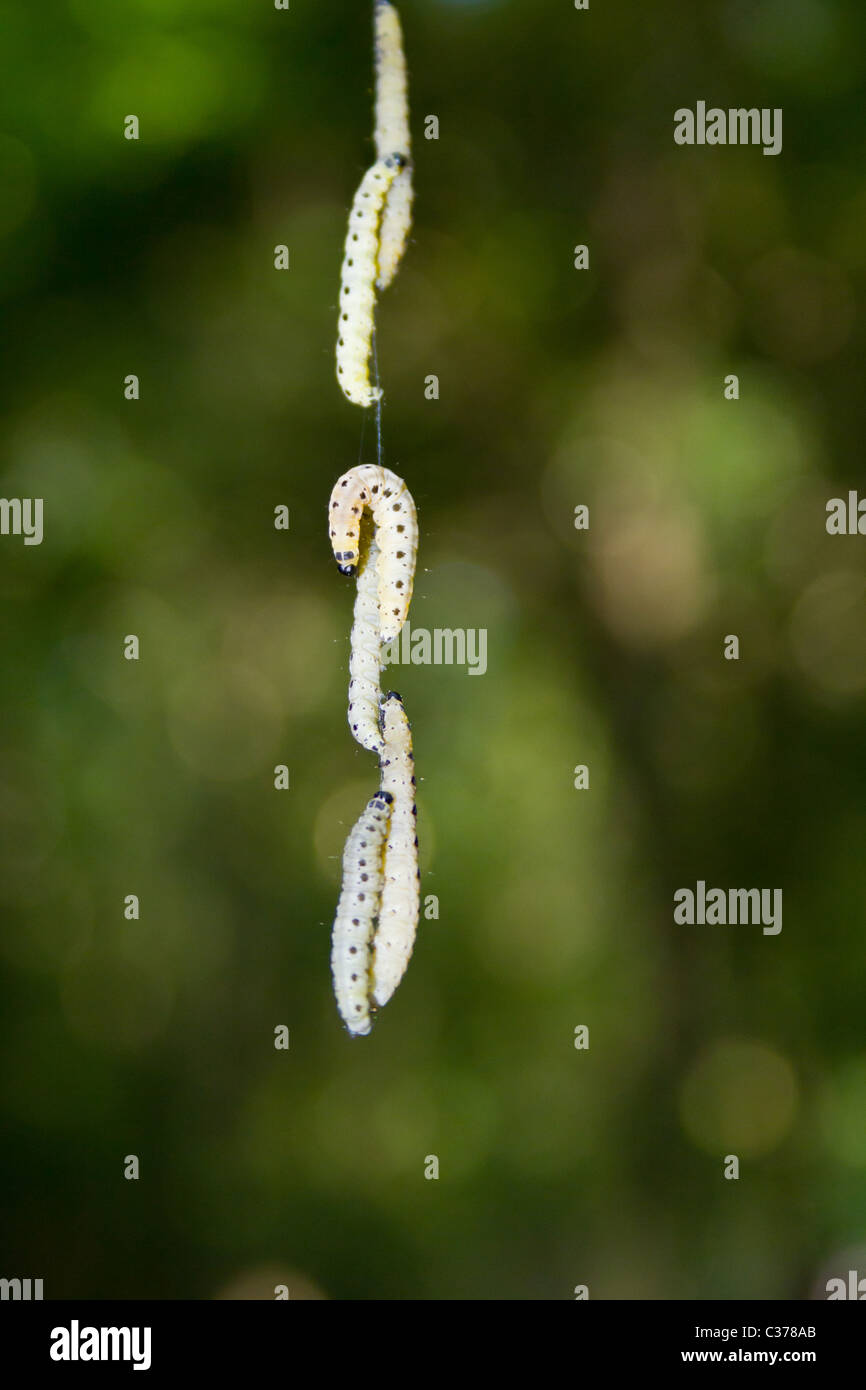 Caterpillar Thread High Resolution Stock Photography and Images - Alamy