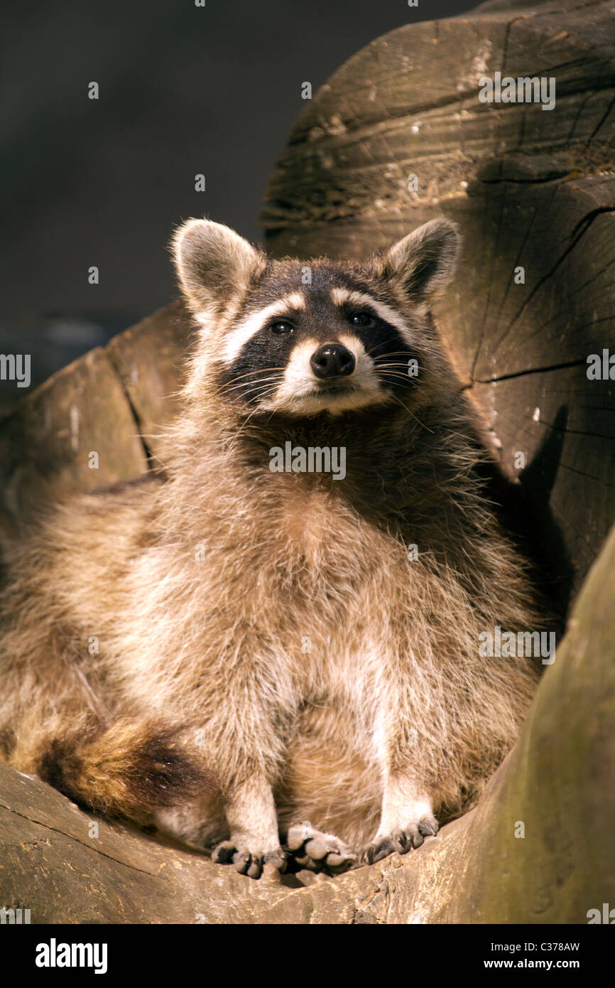 Raccoon at home Stock Photo - Alamy