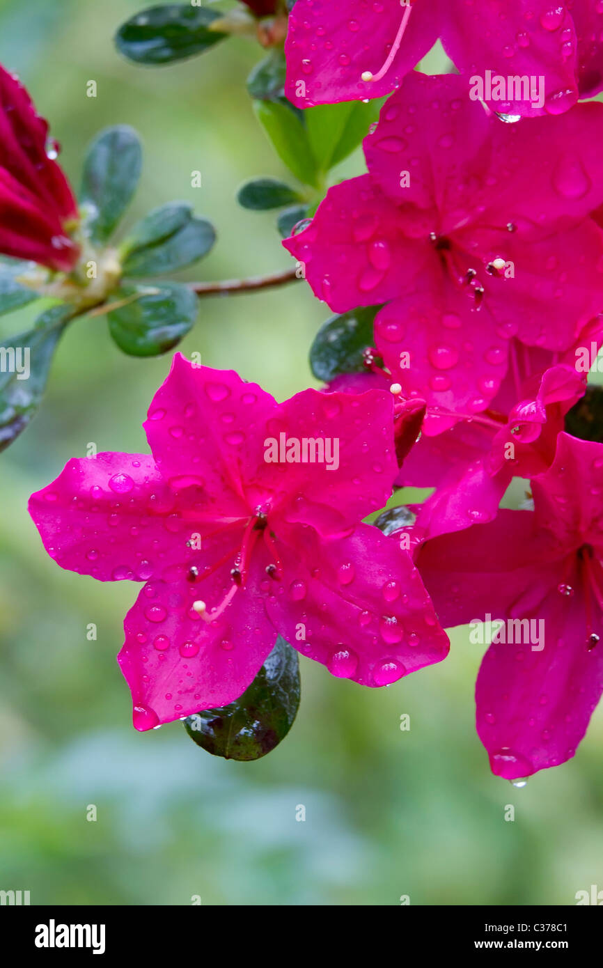 Azalea flowers after rain Stock Photo - Alamy