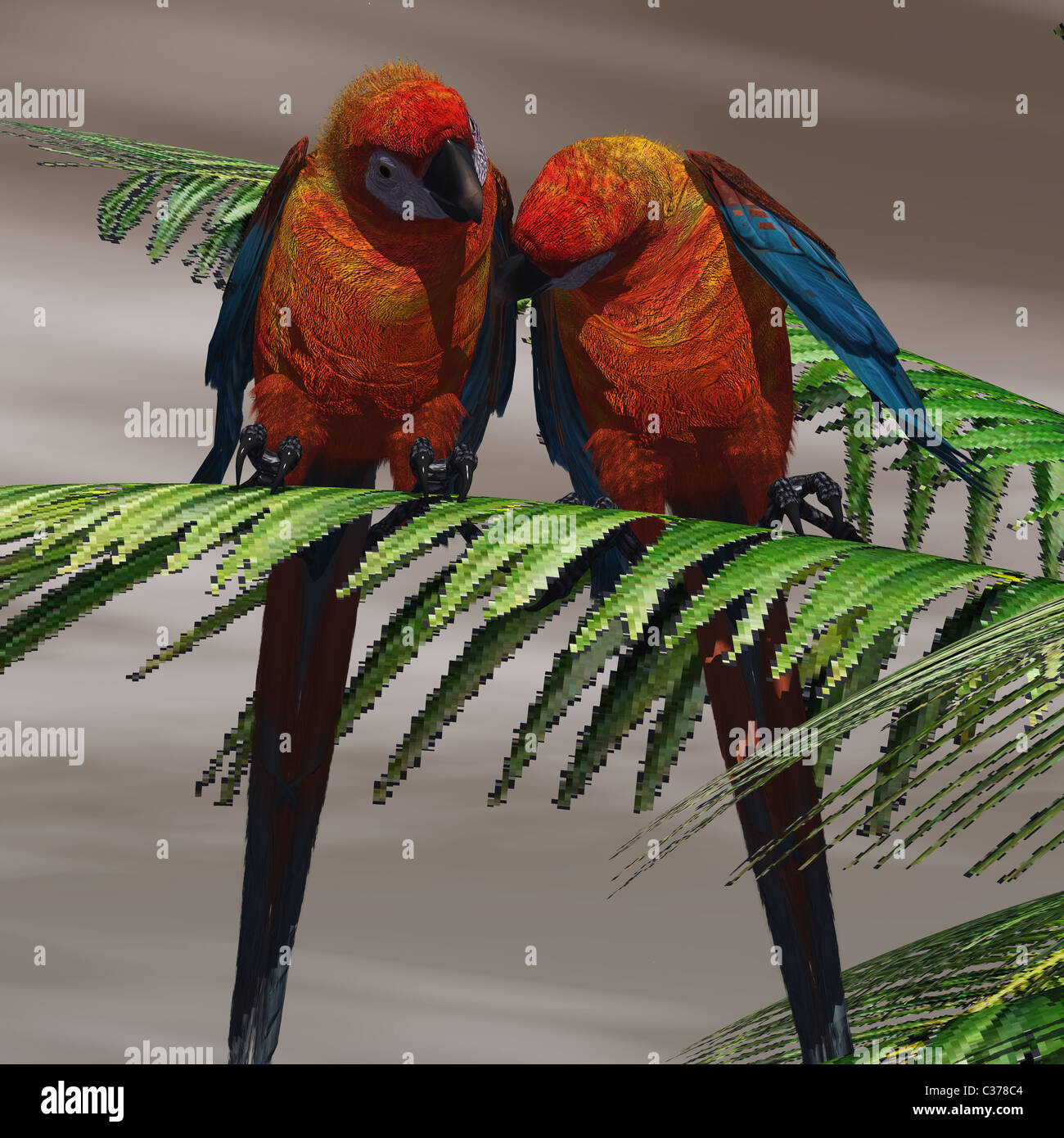 Two Cuban Red Macaws have a close bond and are tender with each other ...