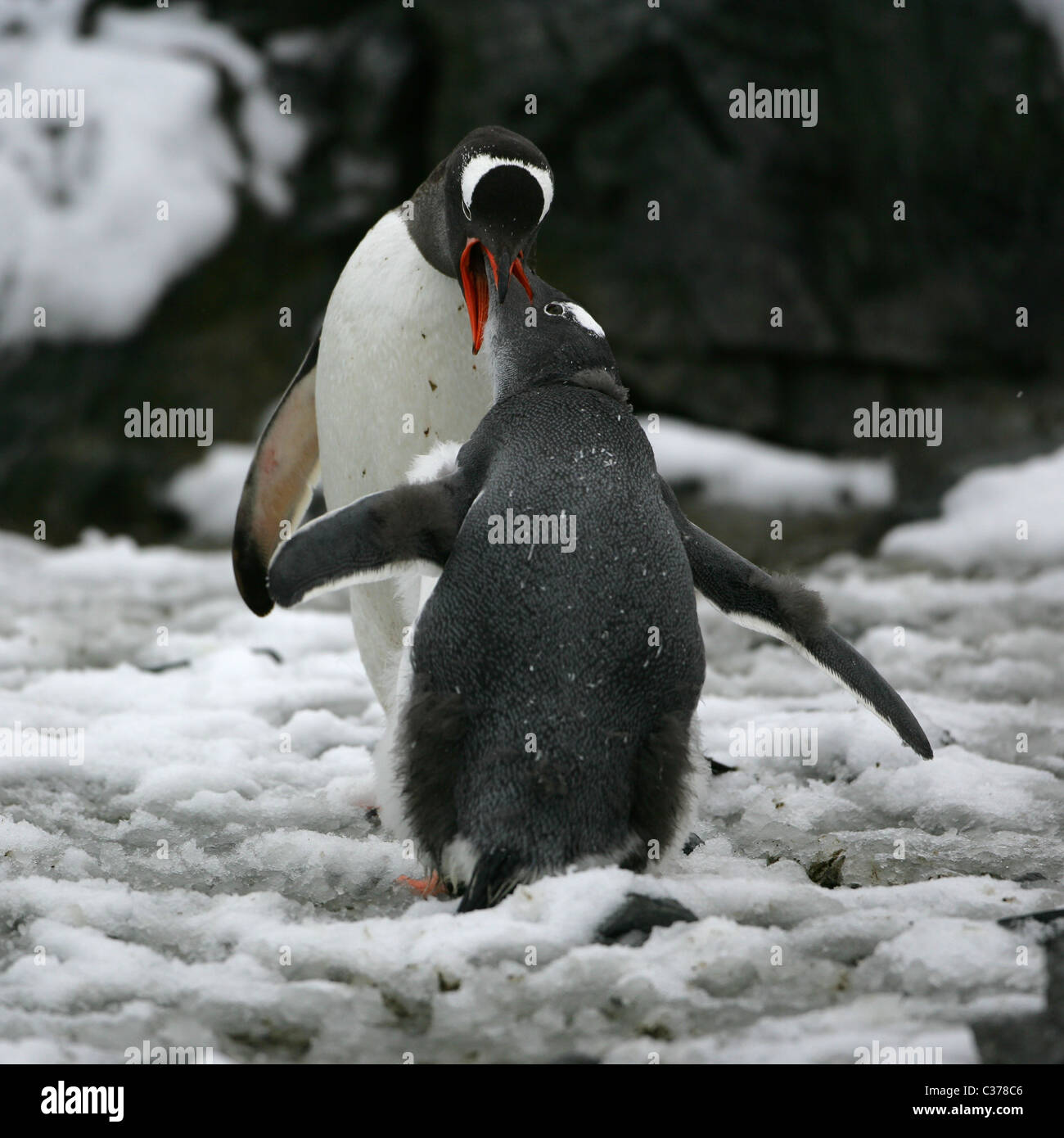 Antarctic krill hi-res stock photography and images - Alamy