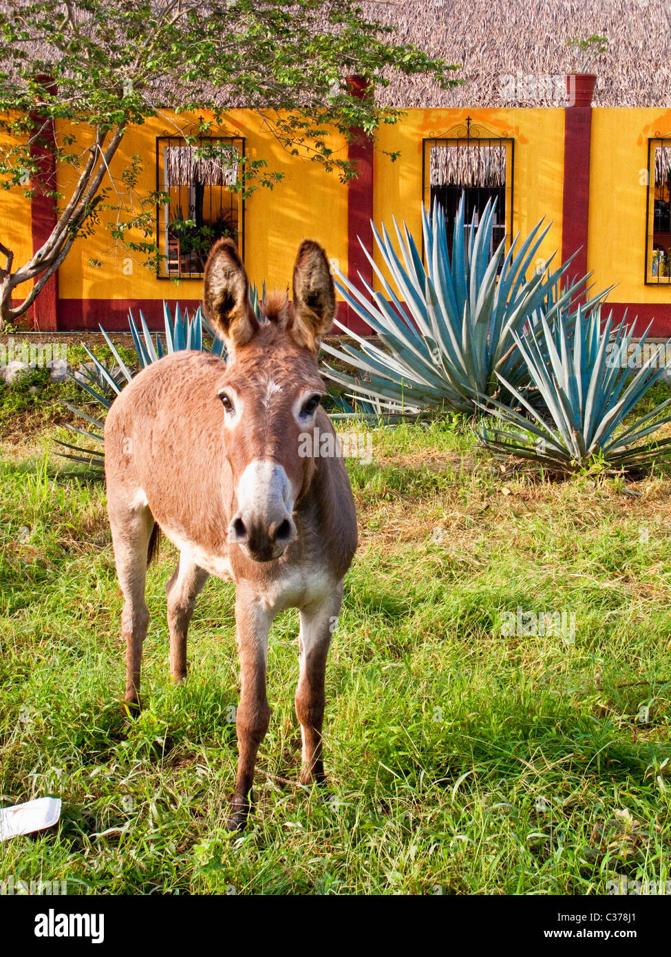donkey near colorful house Stock Photo - Alamy