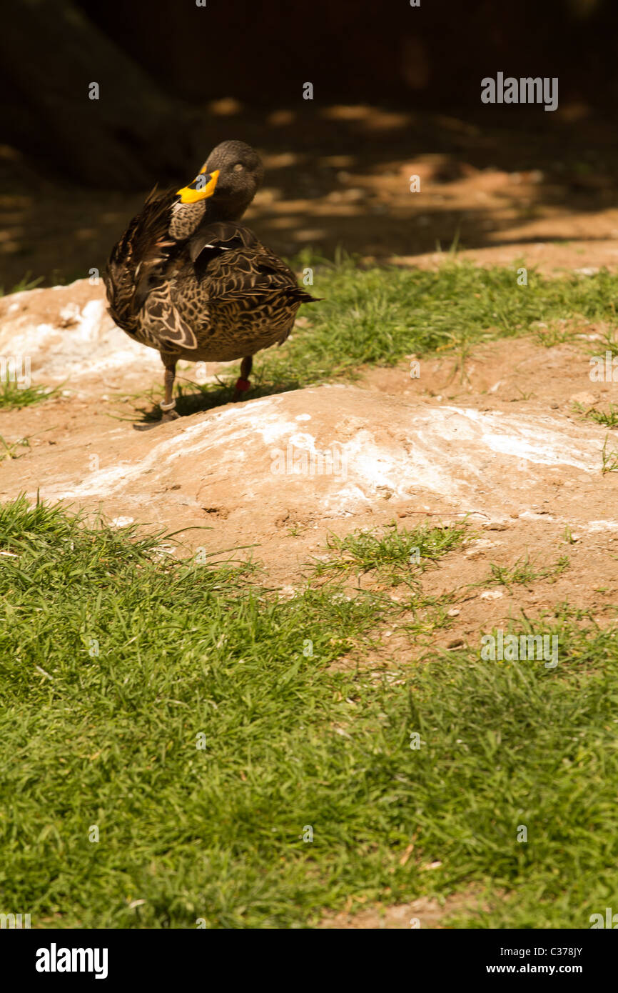 White fluffy duck hi-res stock photography and images - Alamy