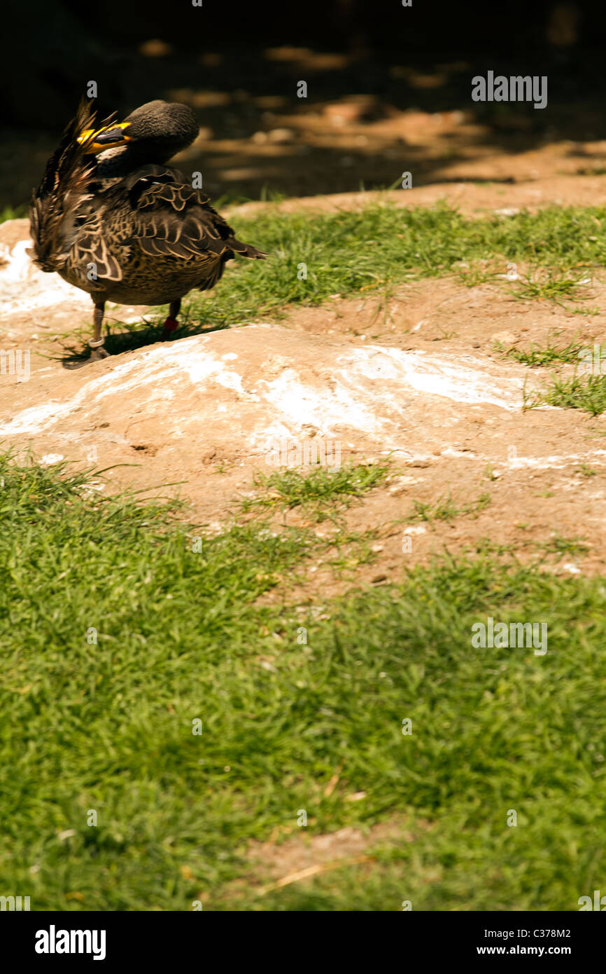 Small white duck hi-res stock photography and images - Alamy