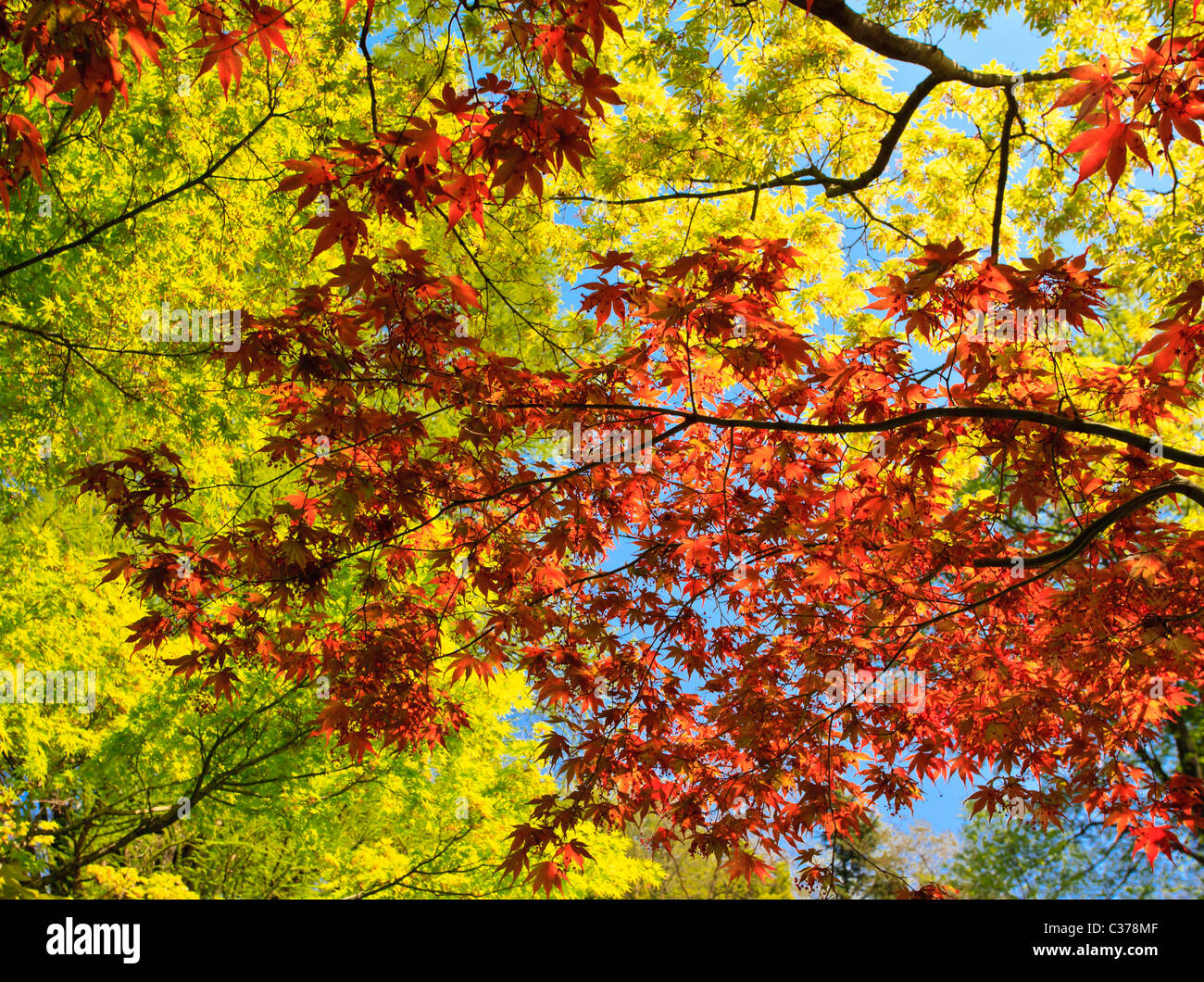 Spring tree colors hi-res stock photography and images - Alamy