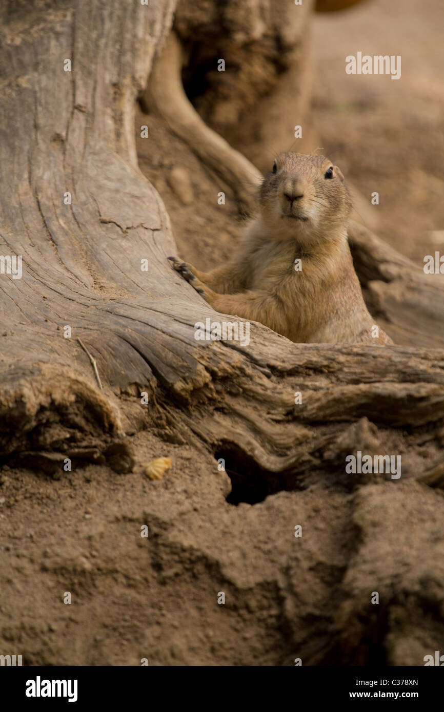 Squirrel emerging from tunnel Stock Photo - Alamy