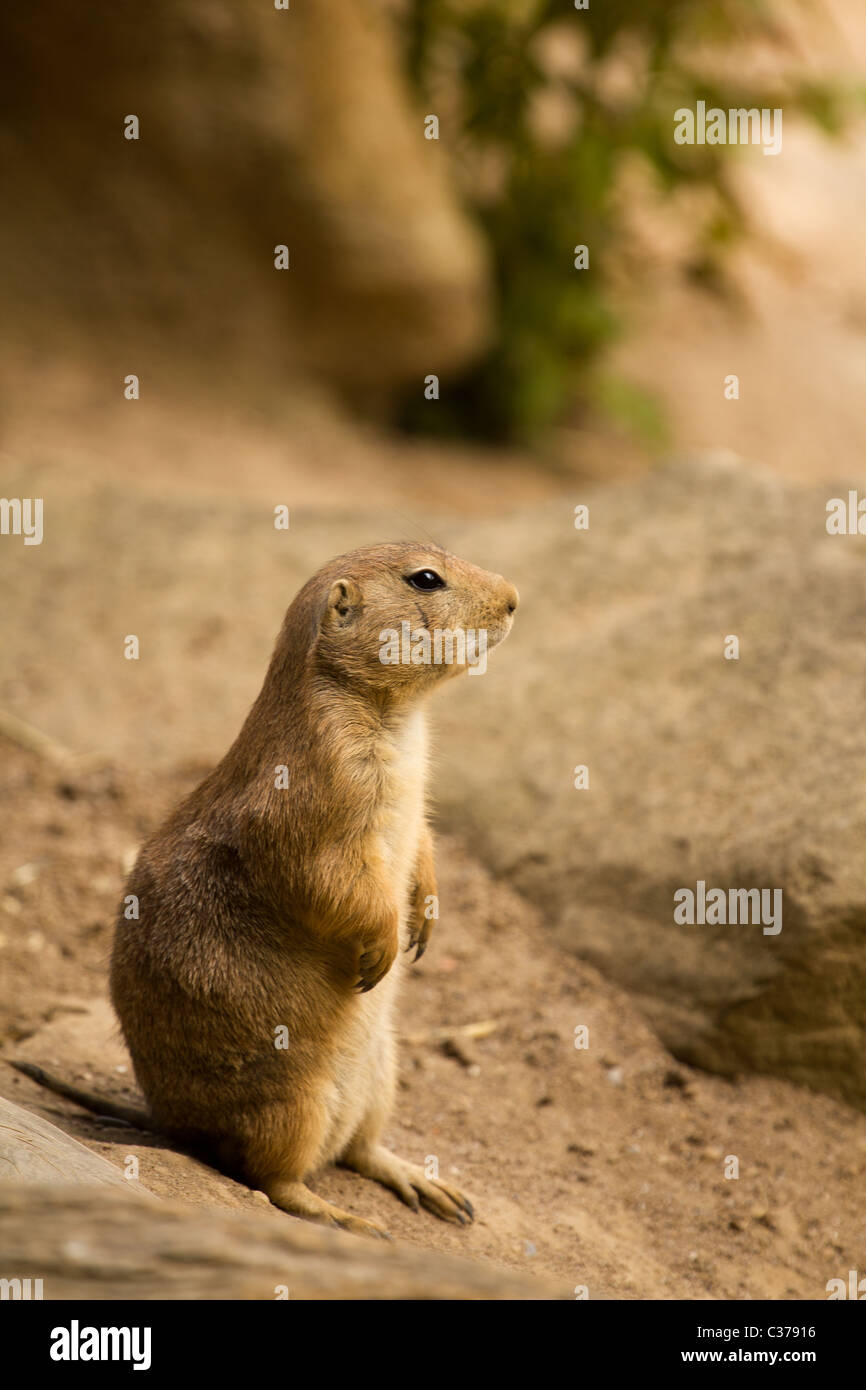 Squirrel emerging from tunnel Stock Photo - Alamy