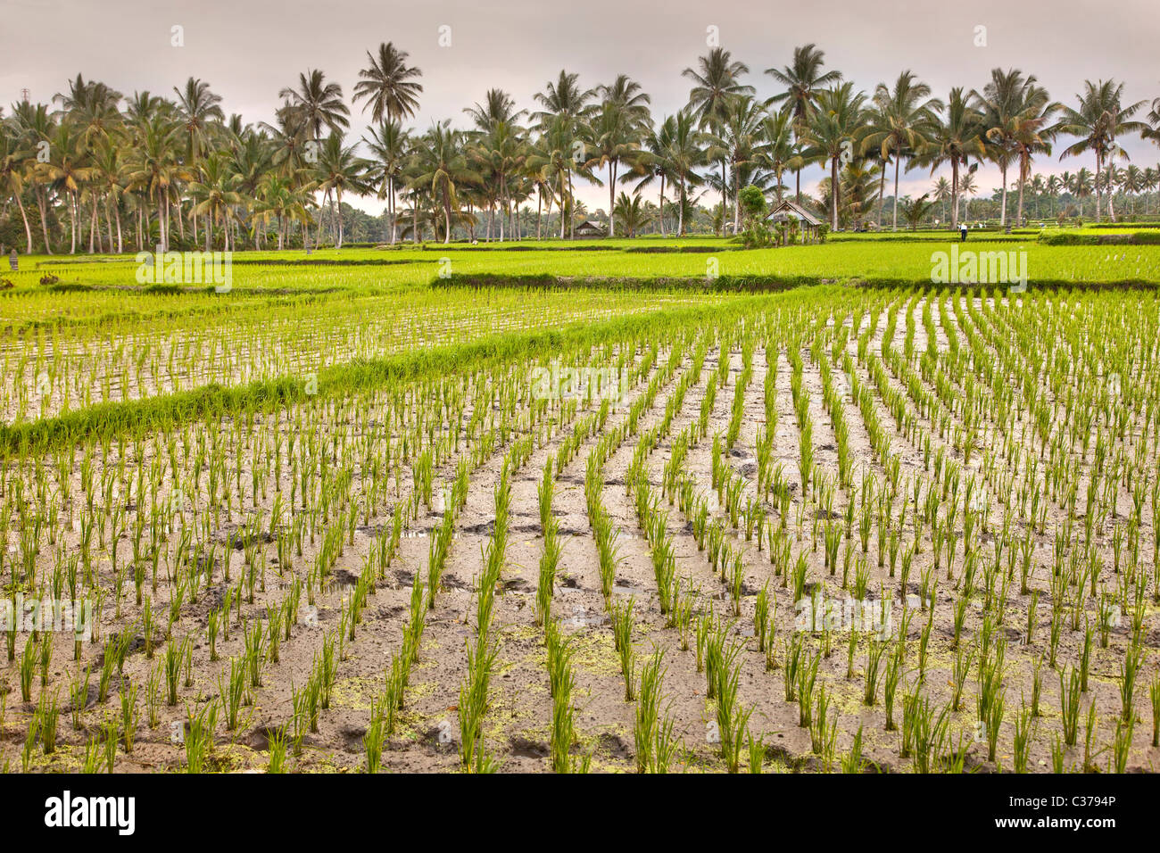 Carbohydrate tropical paradise agriculture rice rice padi fields hi-res ...