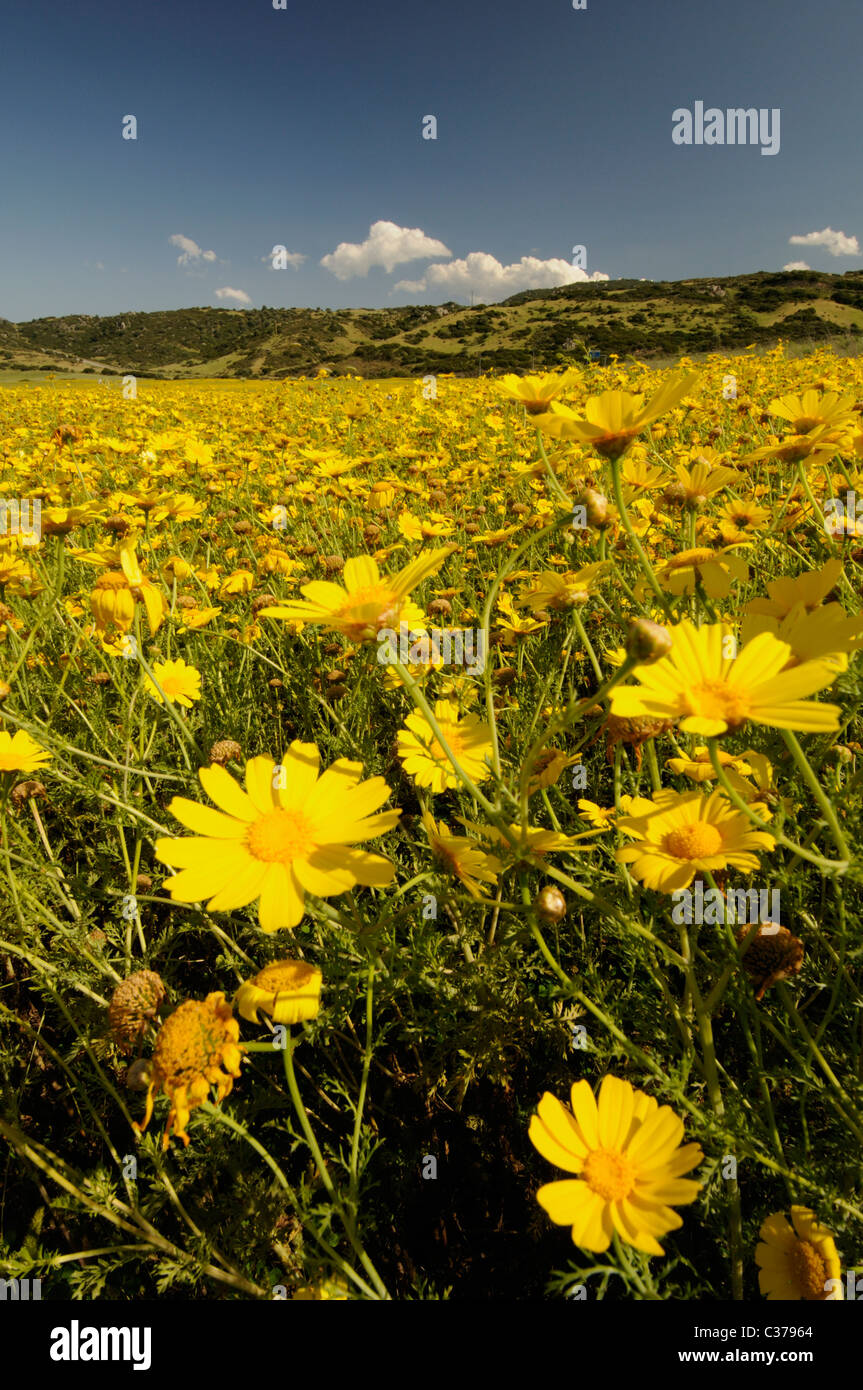 Sardinia flowers hi-res stock photography and images - Alamy