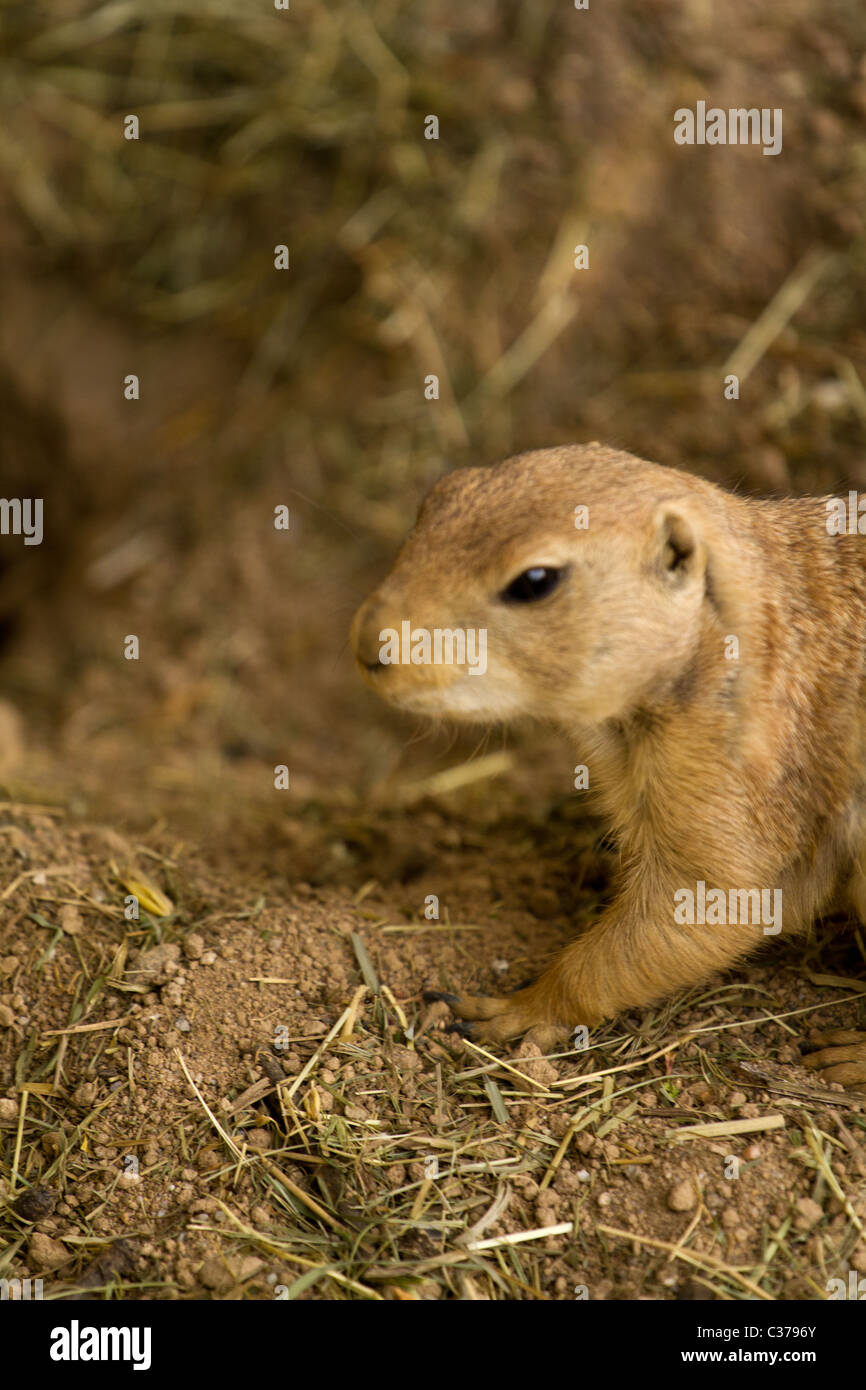 Squirrel emerging from tunnel Stock Photo - Alamy