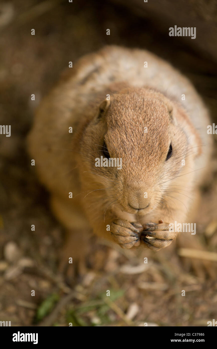 Squirrel emerging from tunnel Stock Photo - Alamy