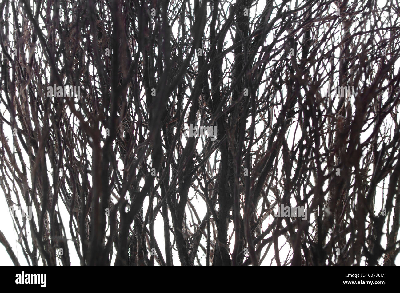 close up looking through a botanical screen of twigs Stock Photo - Alamy