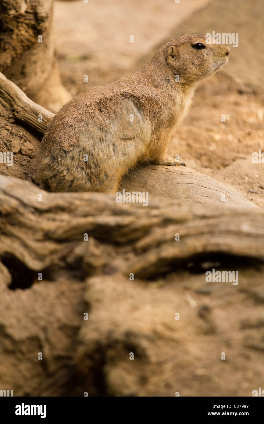 Squirrel emerging from tunnel Stock Photo - Alamy
