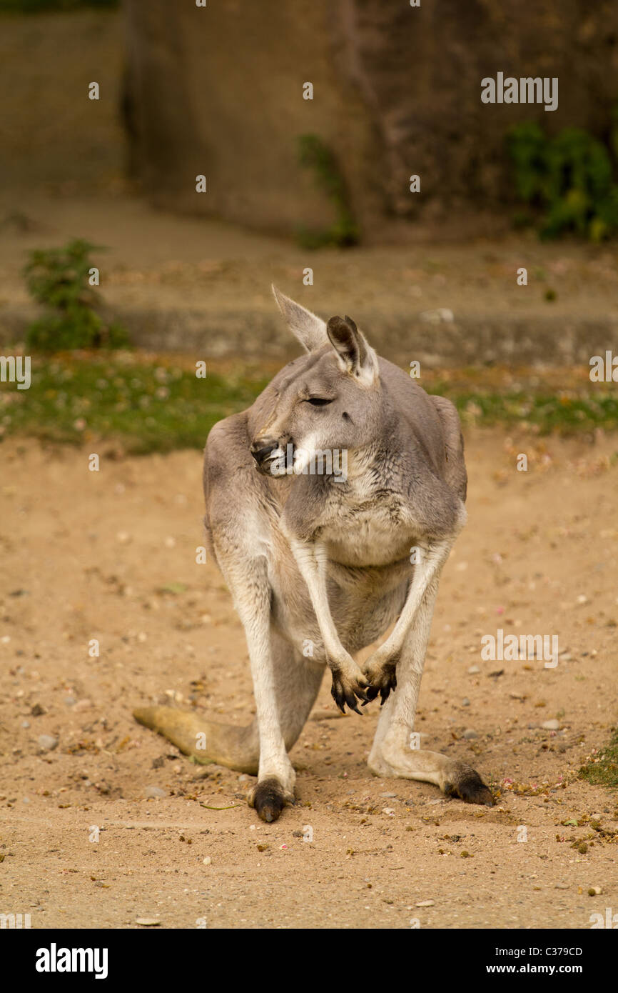 Brown kangaroo hi-res stock photography and images - Alamy