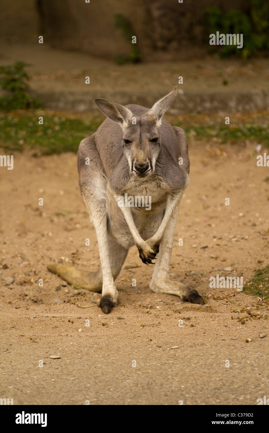 Brown kangaroo hi-res stock photography and images - Alamy