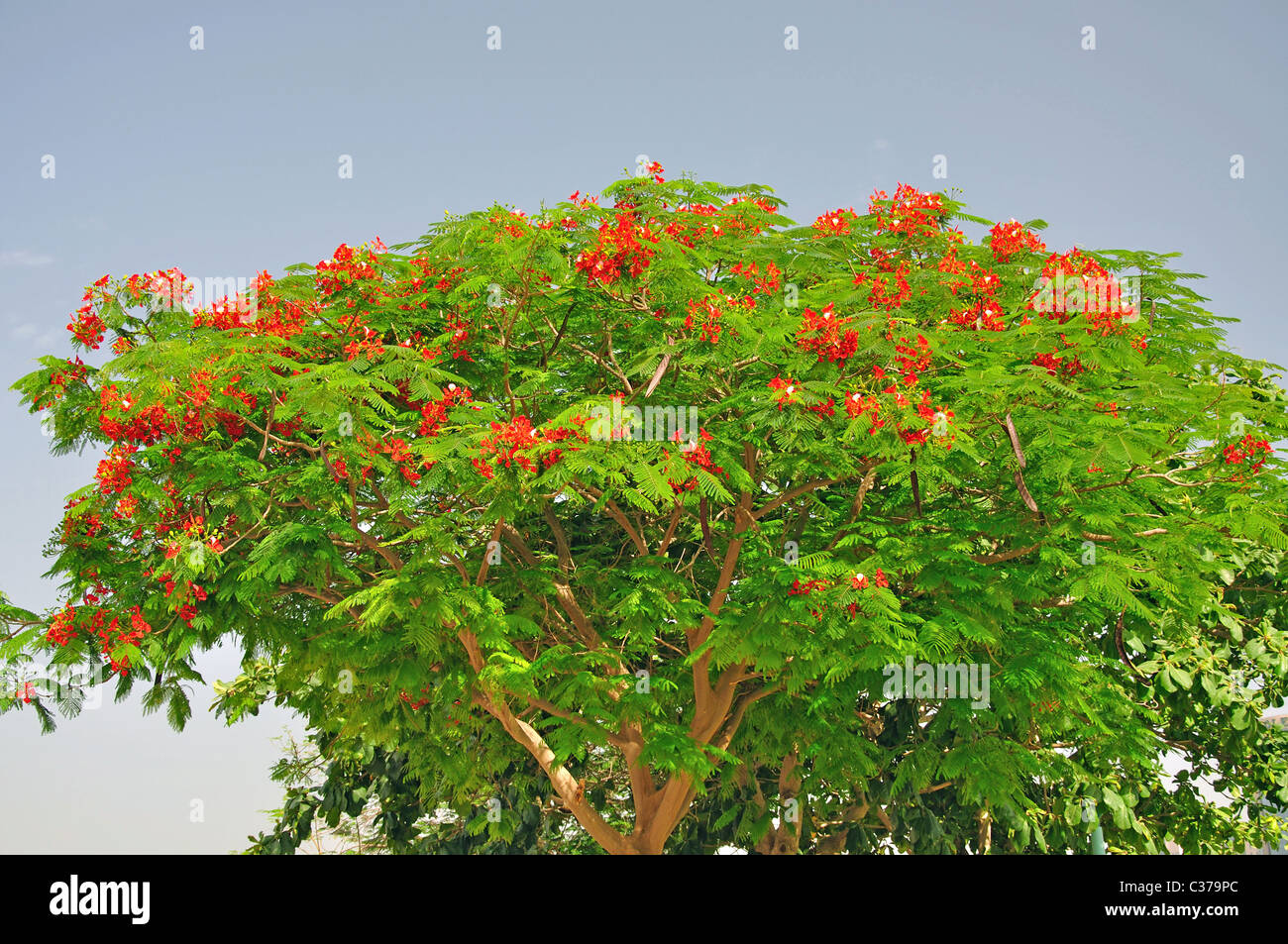 Flame tree in flower on waterfront, Bur Dubai, Dubai, United Arab ...
