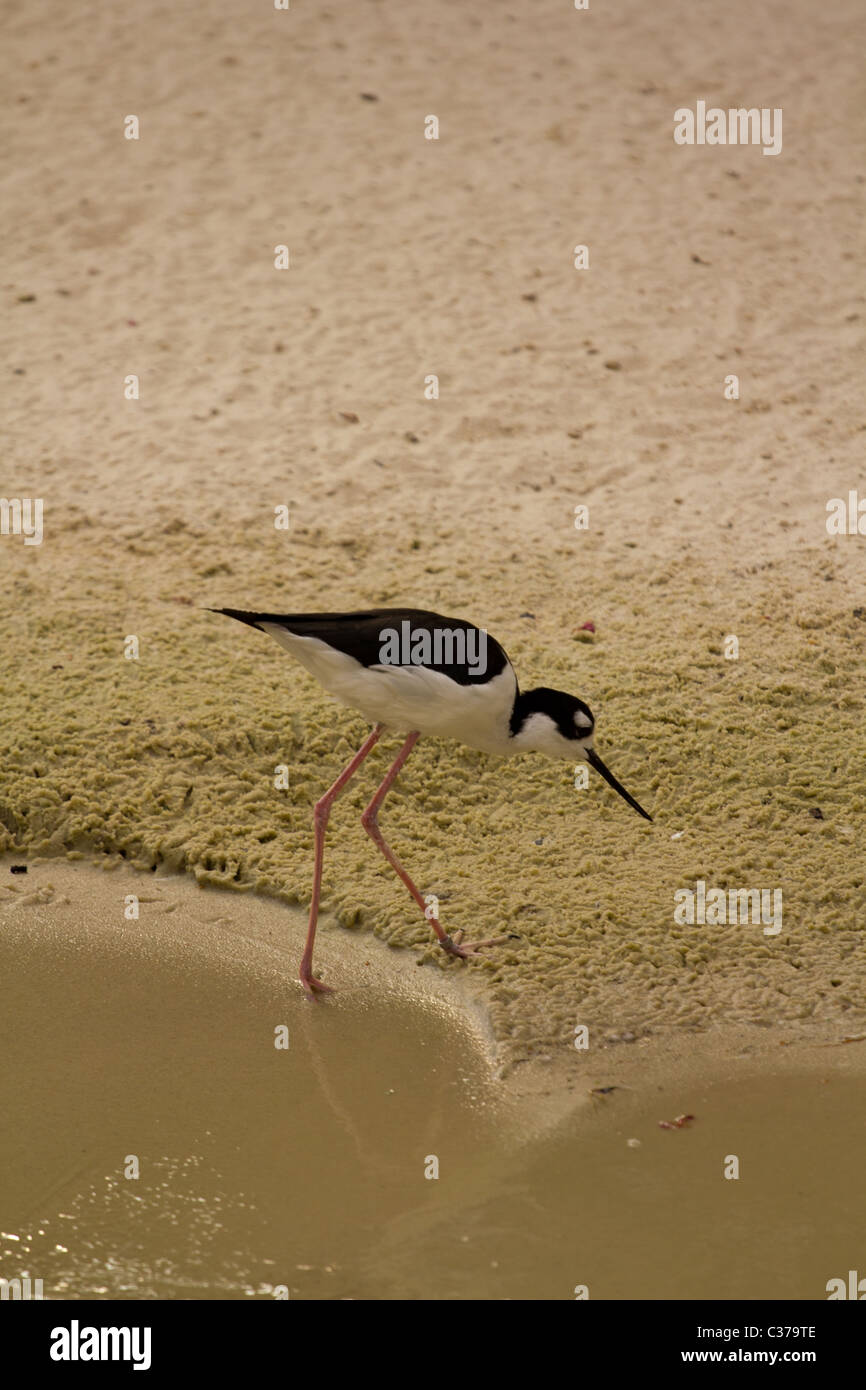 Bird at the Lakes Edge Stock Photo - Alamy