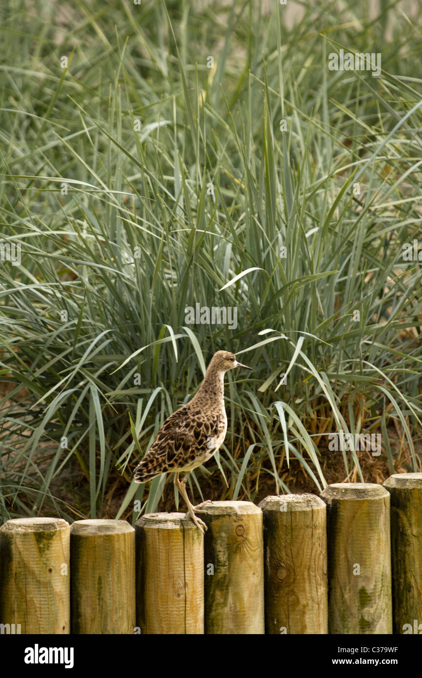 Bird at the Lakes Edge Stock Photo - Alamy