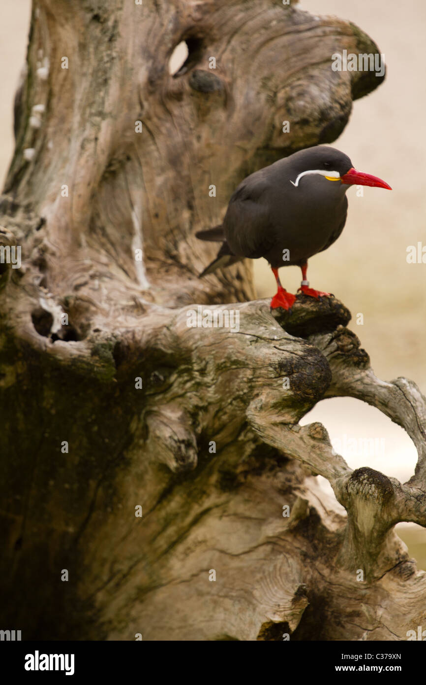 Birds at the Waterside Stock Photo - Alamy