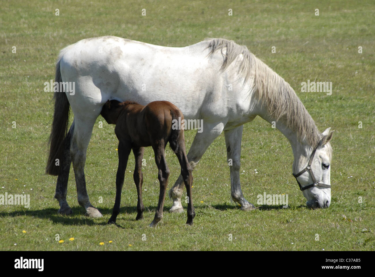Breeding mare hi-res stock photography and images - Alamy