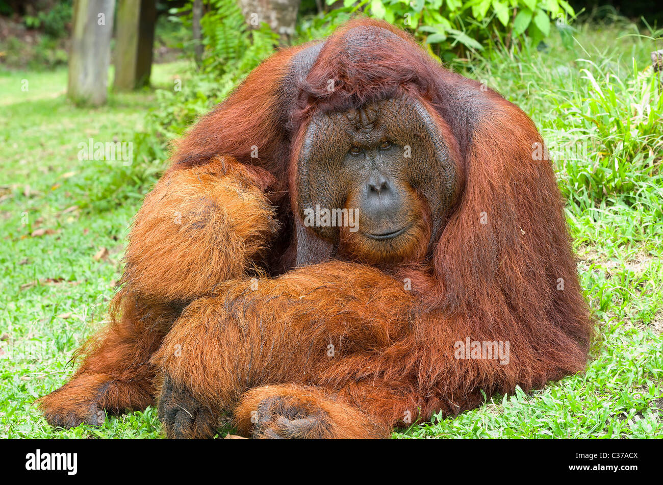 Dominant Male Orangutan Stock Photo - Alamy