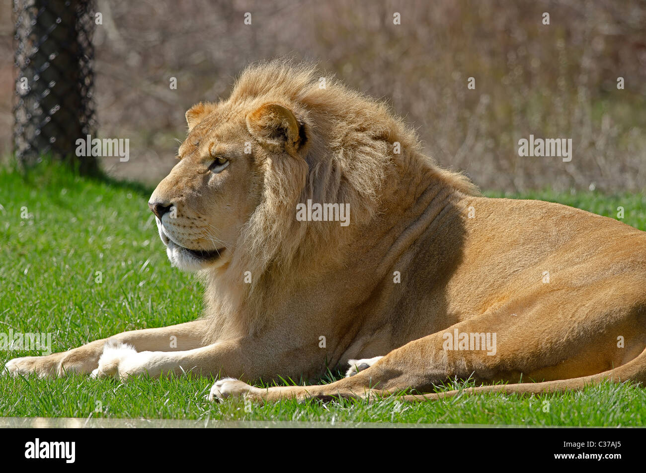 Untamed lion hi-res stock photography and images - Alamy