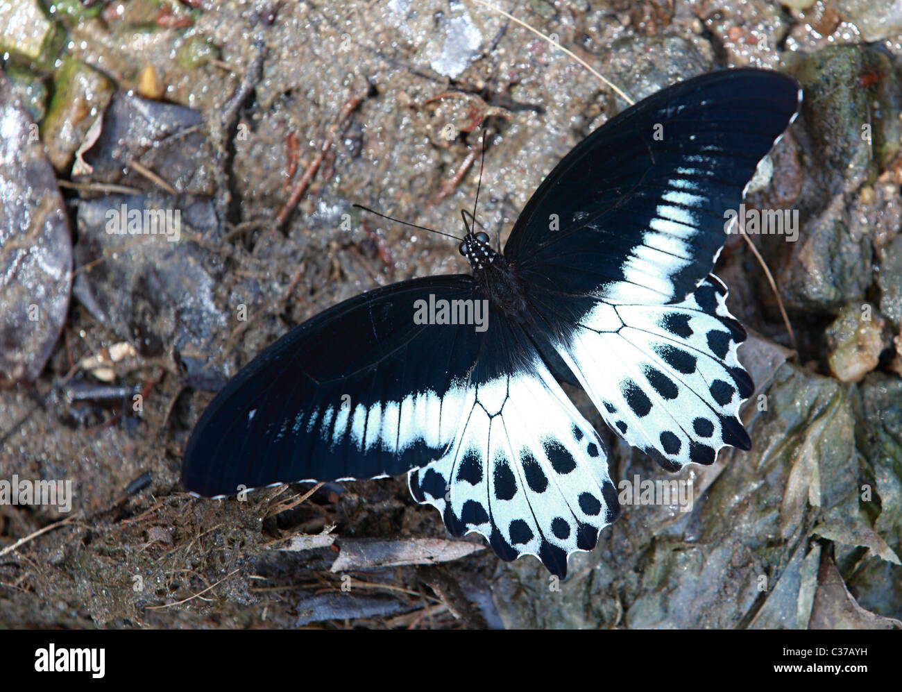 Butterfly in asia hi-res stock photography and images - Alamy