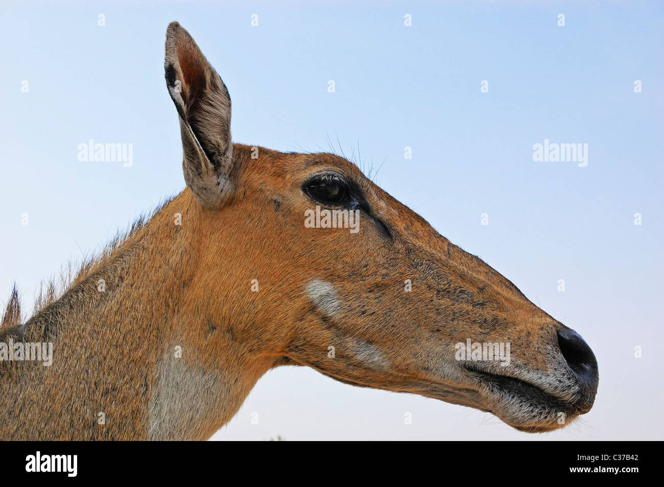 Female nilgai (Boselaphus tragocamelus) closeup Stock Photo - Alamy