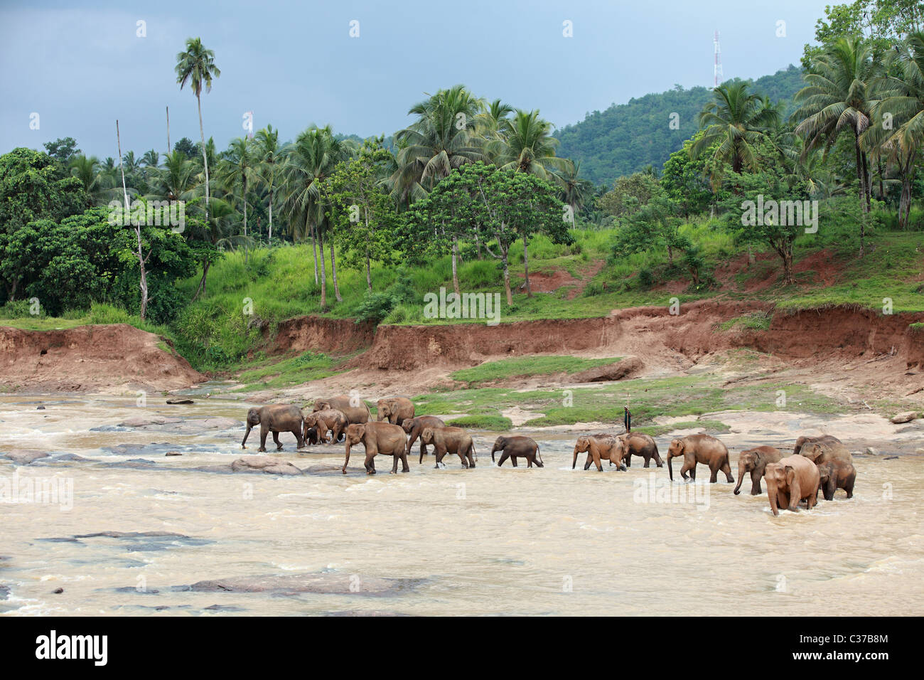 Group elephants play in river hi-res stock photography and images - Alamy