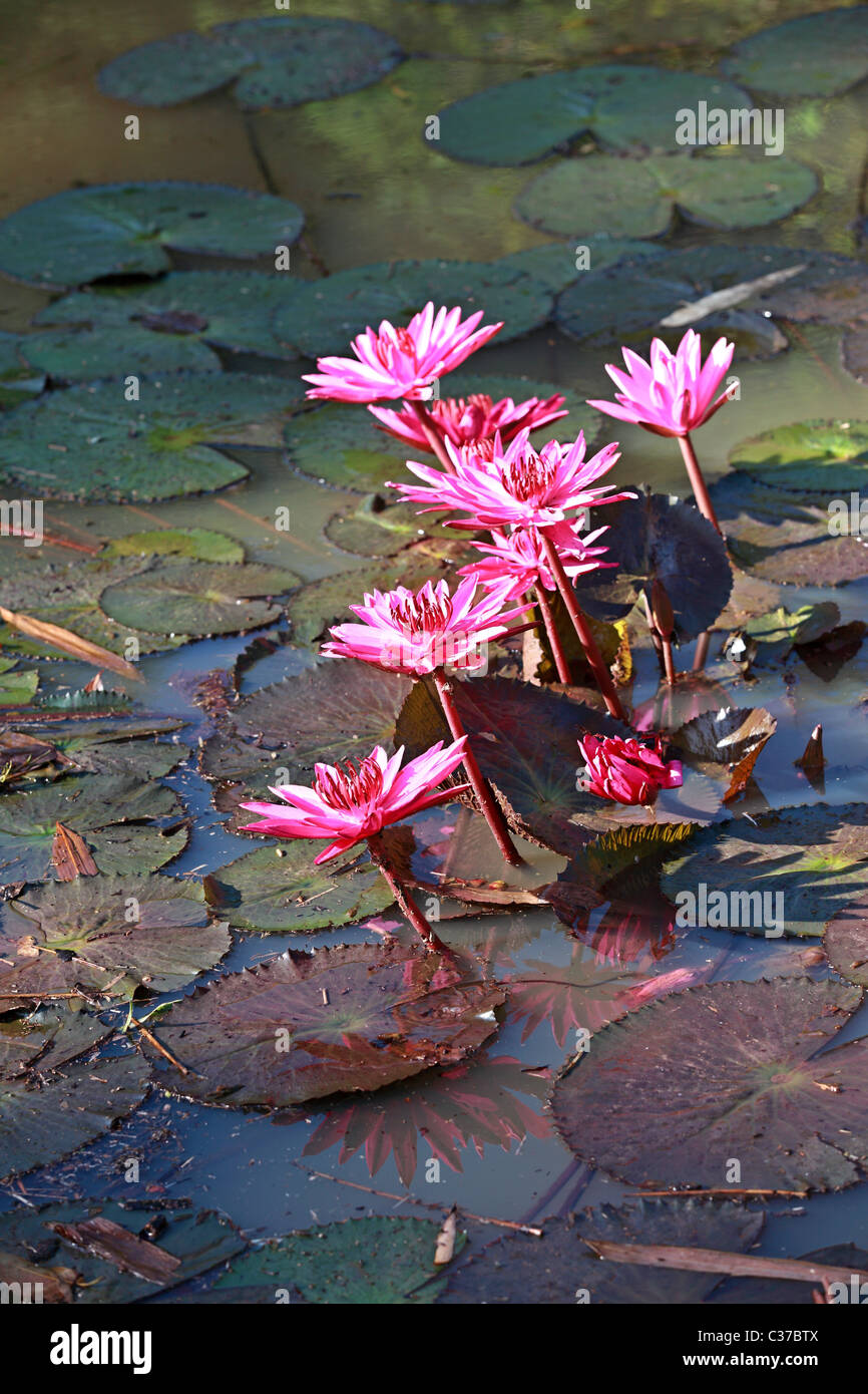 Water lilies , the national flower of Sri Lanka Asia Stock Photo - Alamy