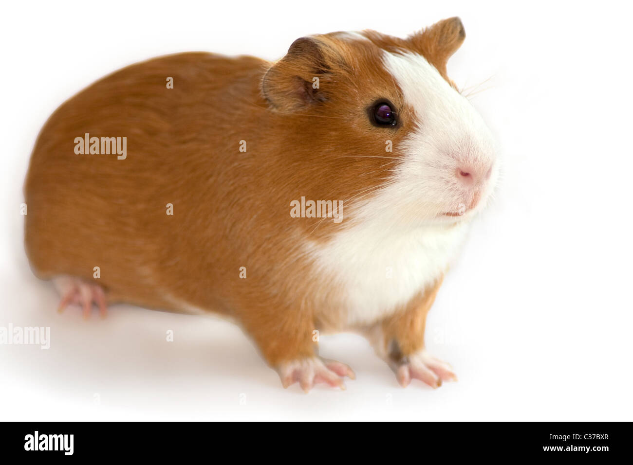 guinea pig focus on the face Stock Photo - Alamy