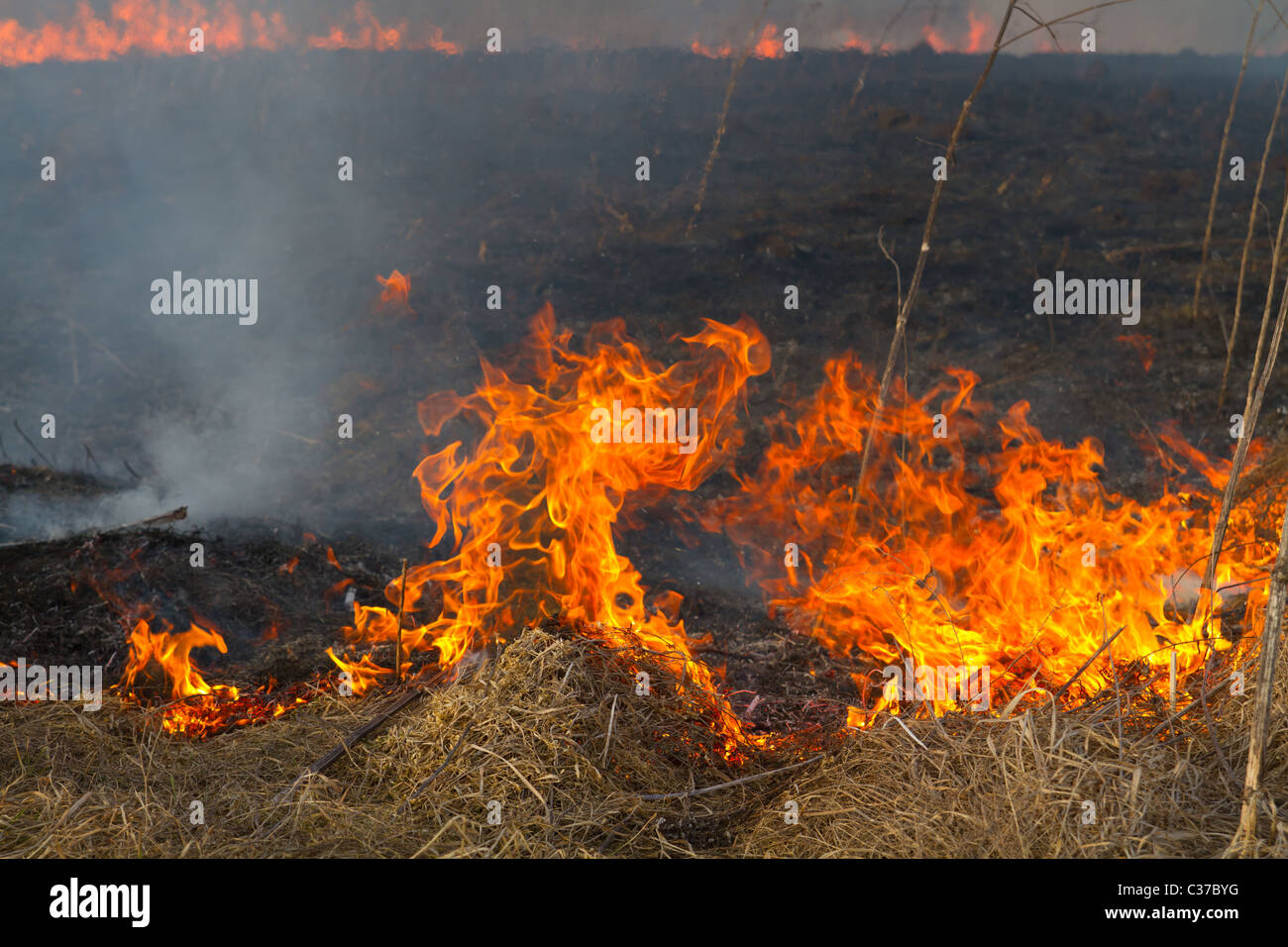 burning dry grass Stock Photo - Alamy