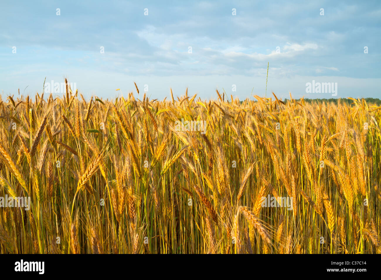 rye at sunset Stock Photo - Alamy