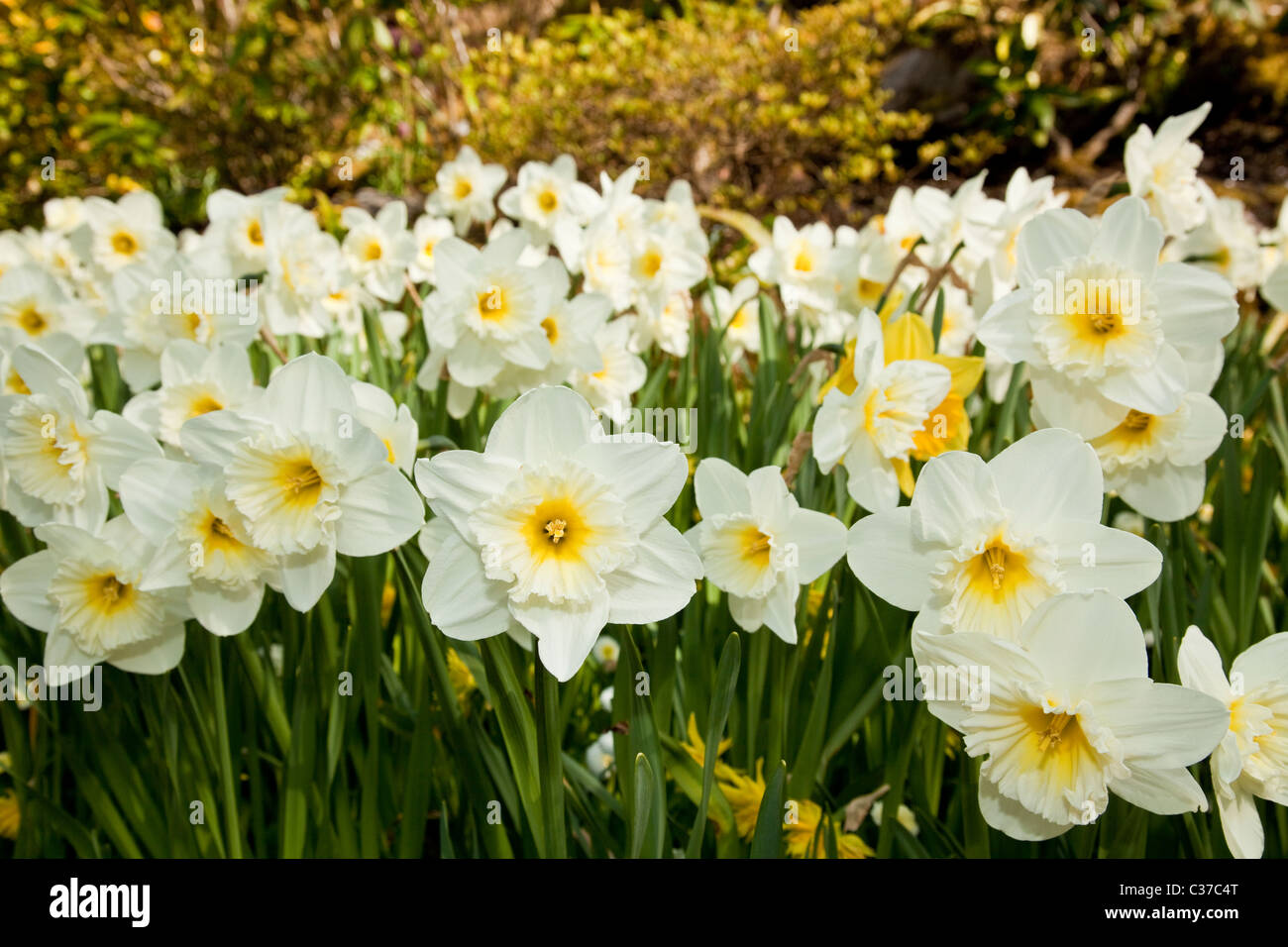 Victoria bc gardens hi-res stock photography and images - Alamy