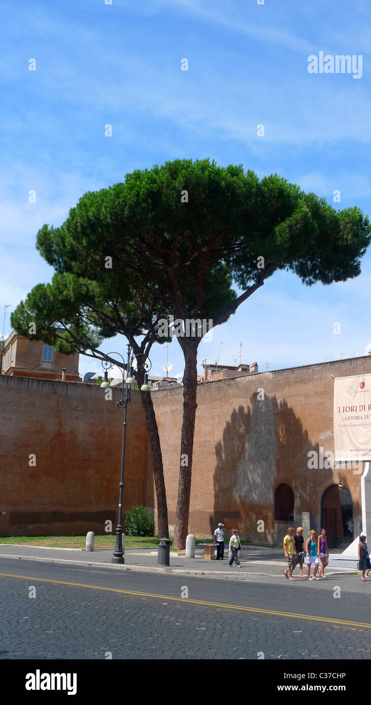 The roman pine hi-res stock photography and images - Alamy