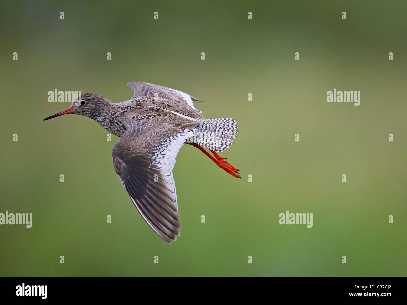 Redshank in flight hi-res stock photography and images - Alamy