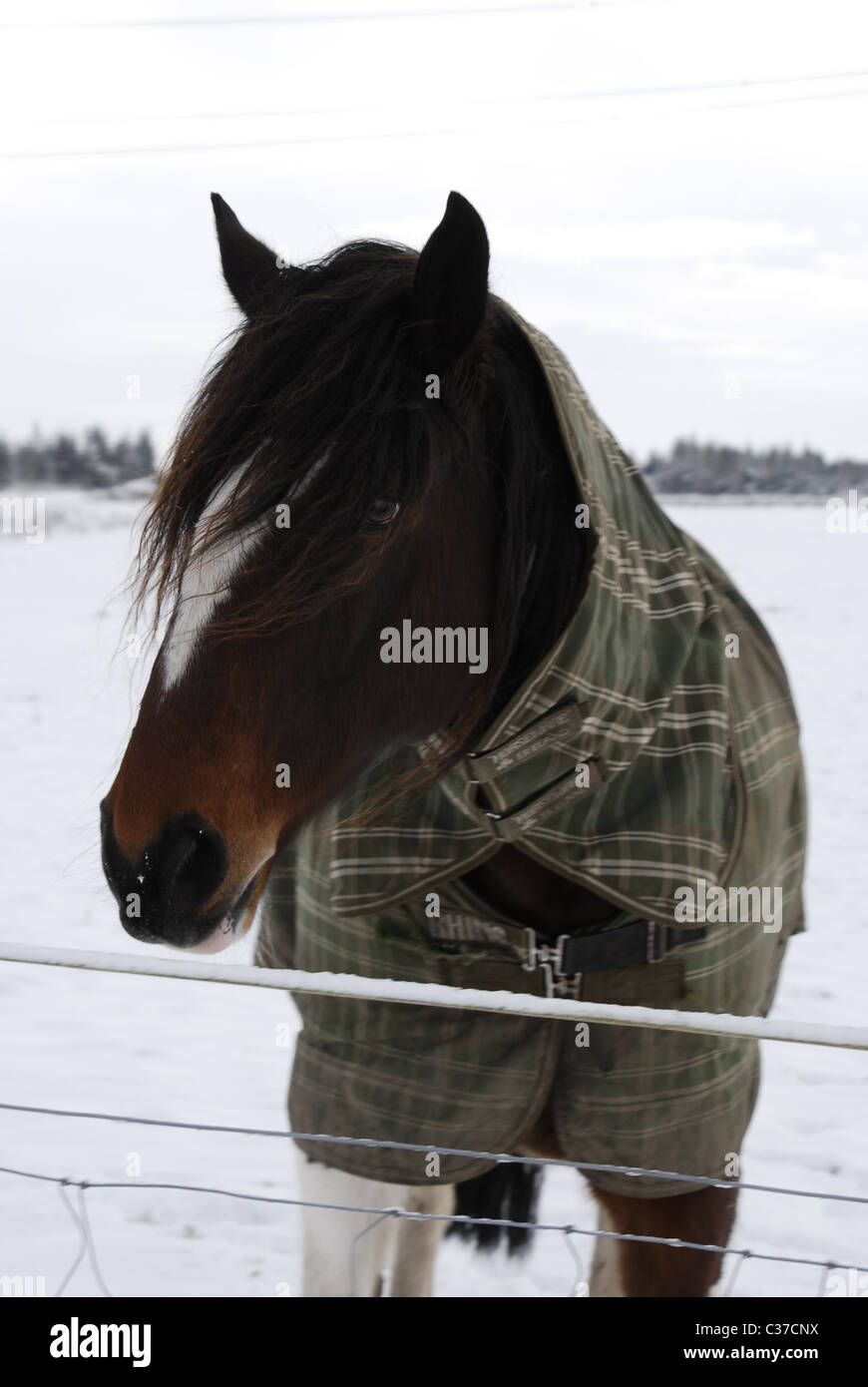Horse rug hi-res stock photography and images - Alamy