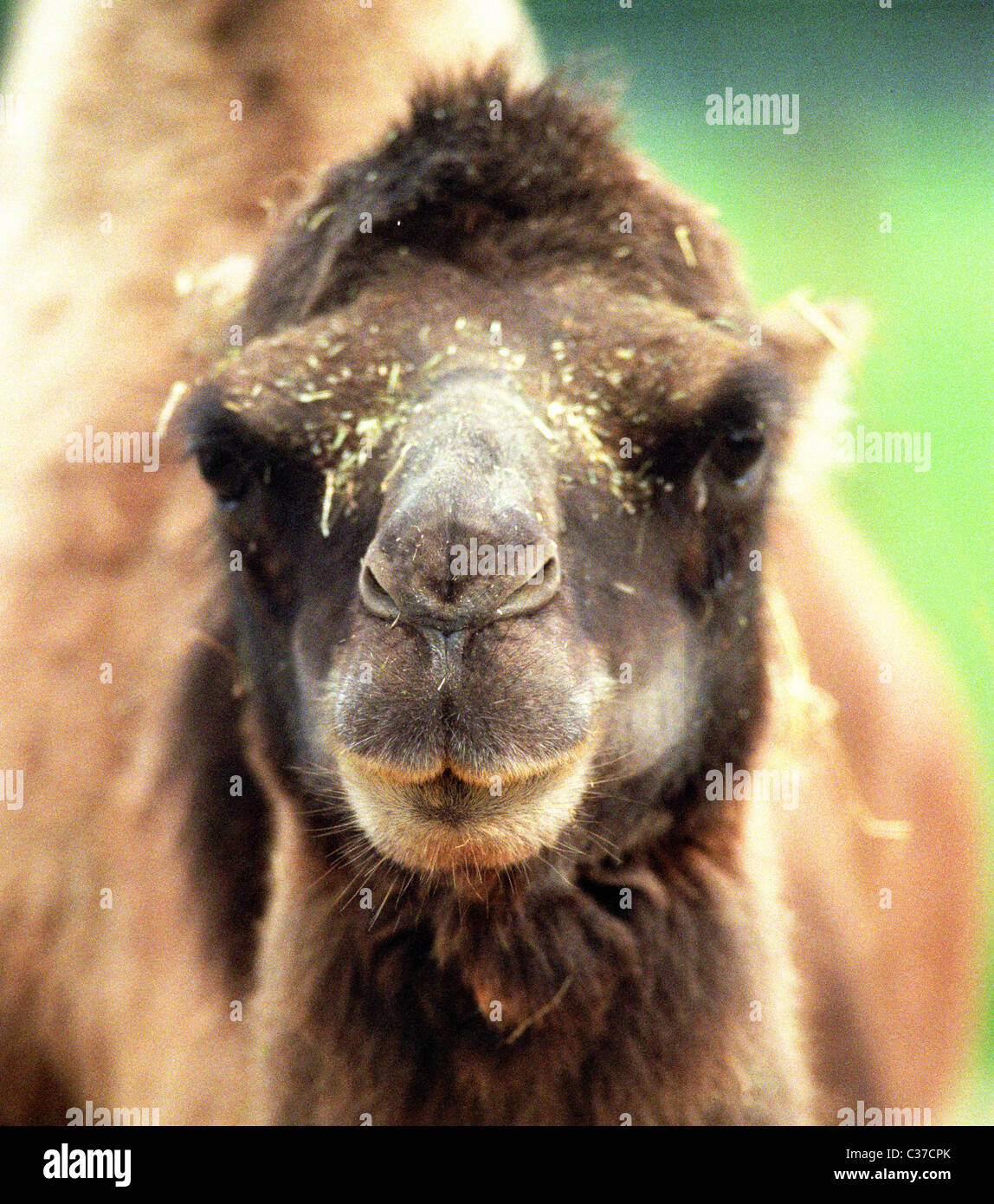 A camel's head - full face to camera. Bactrian Stock Photo - Alamy