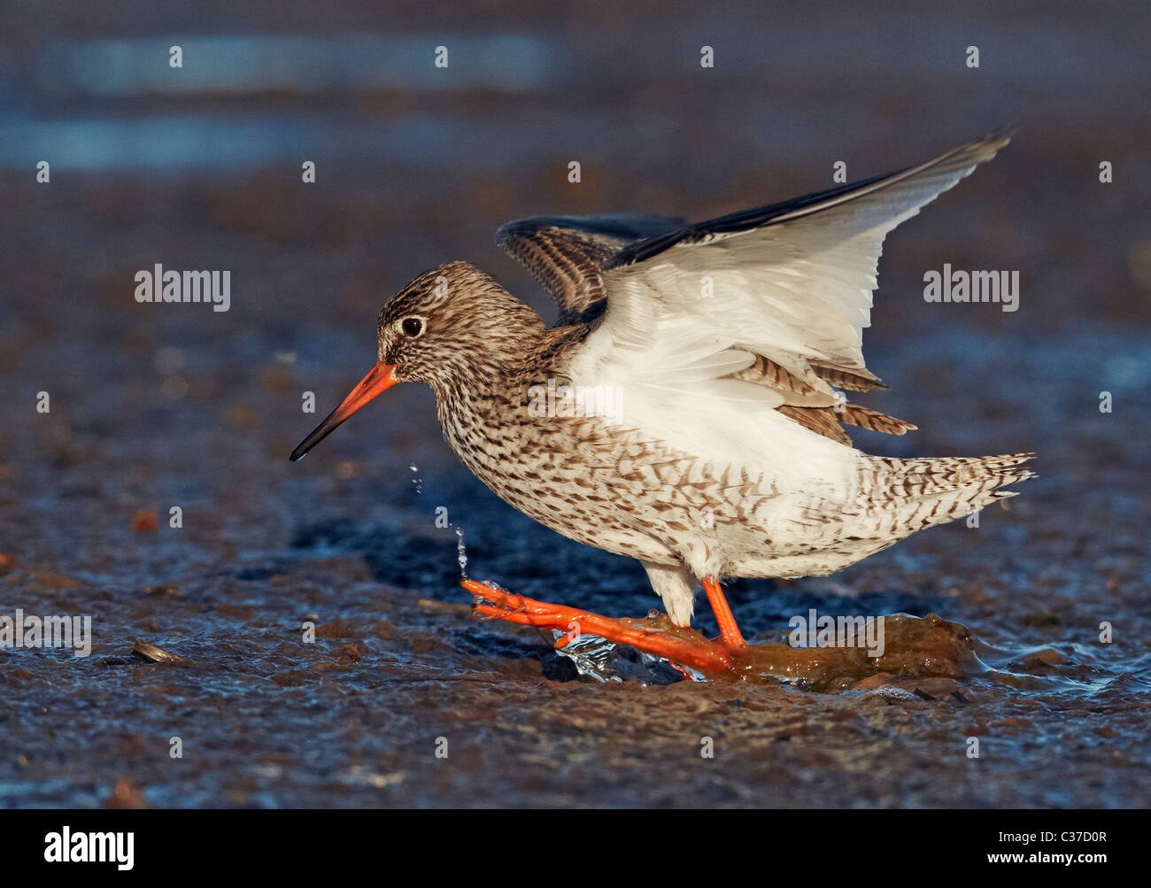 Redshank wading bird hi-res stock photography and images - Alamy
