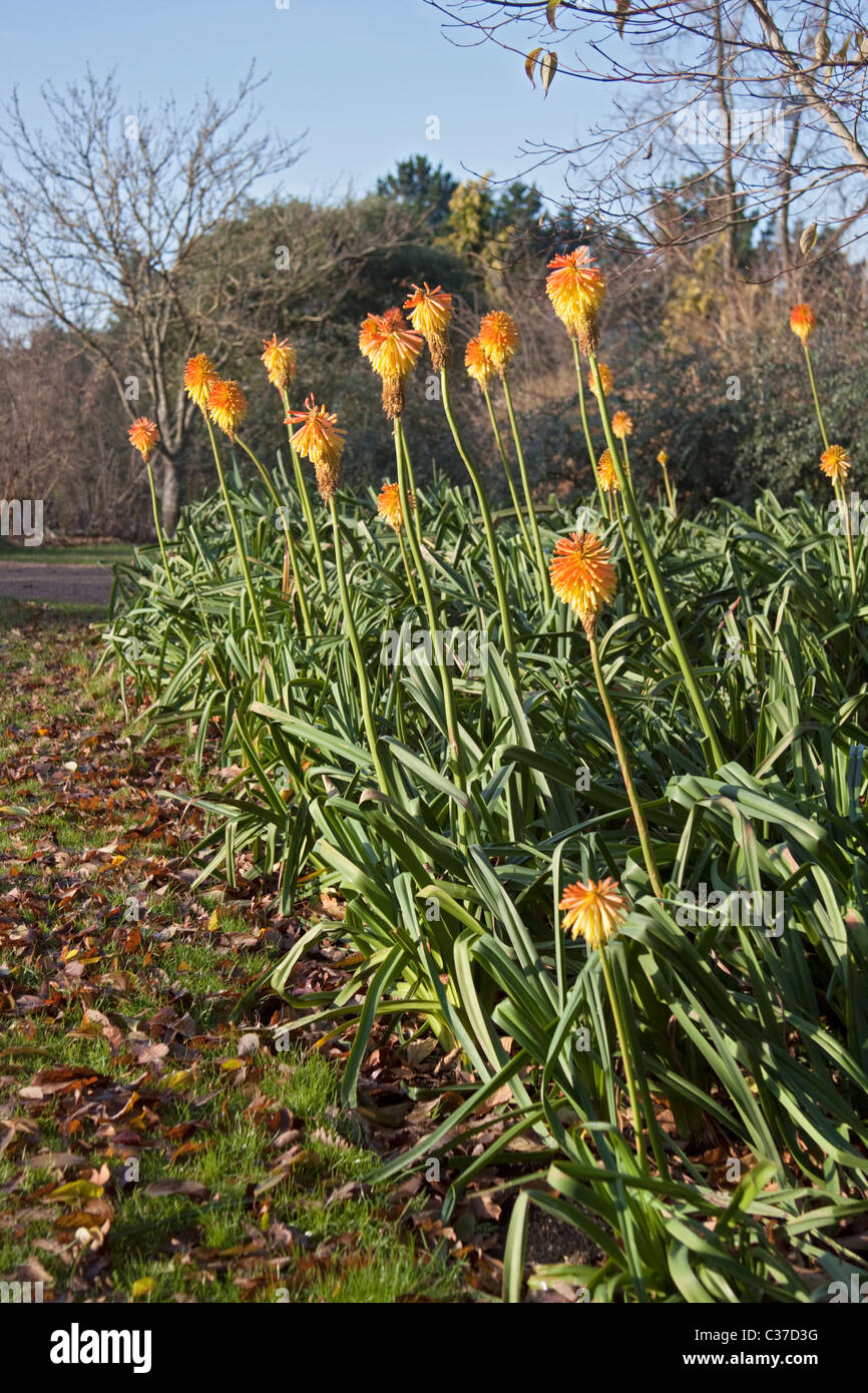 Kniphofia Rooperi (Red Hot Poker) flowers Stock Photo - Alamy