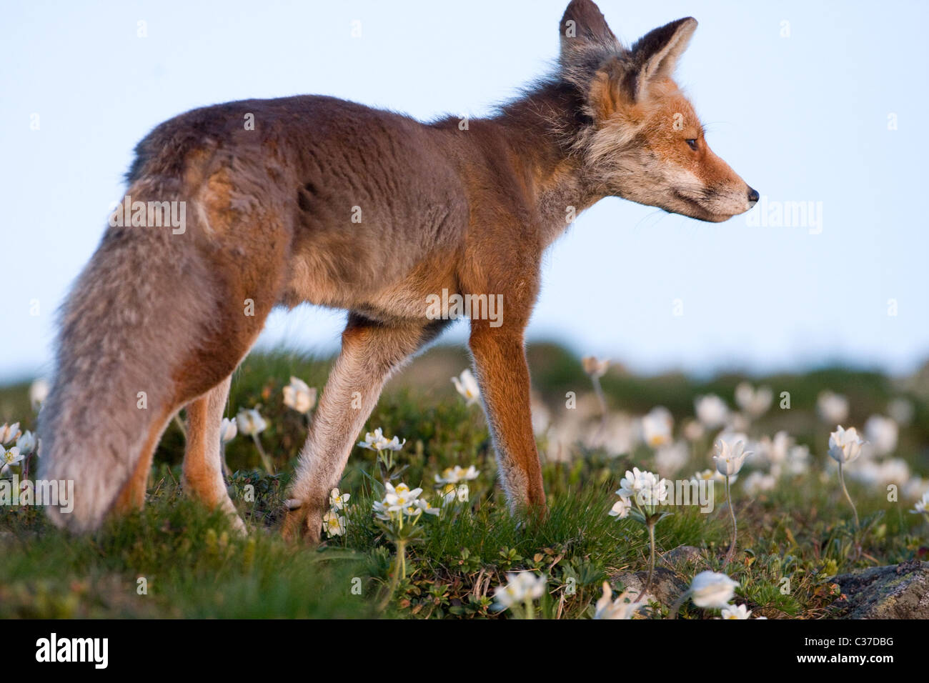 Red fox (Vulpes vulpes Stock Photo - Alamy