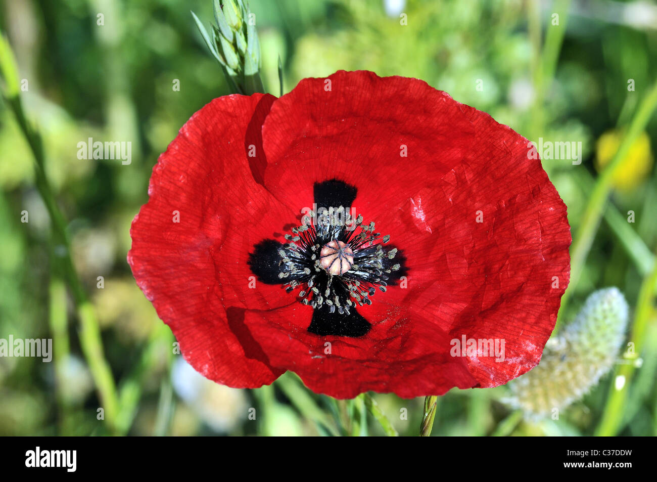Wild flowers of Greece during springtime, poppy Stock Photo - Alamy