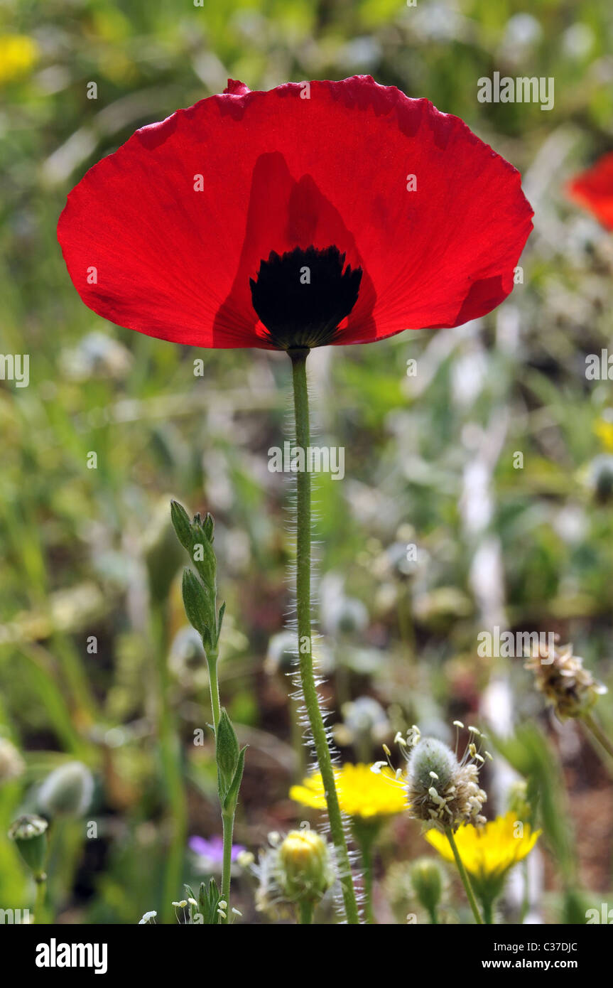 Wild flowers of Greece during springtime, poppy Stock Photo - Alamy