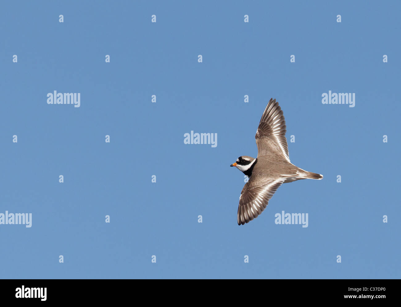 Ringed Plover (Charadrius hiaticula) in flight Stock Photo - Alamy