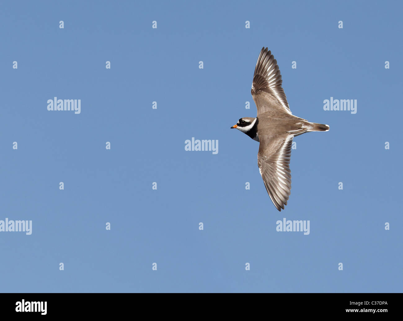 Ringed Plover (Charadrius hiaticula) in flight Stock Photo - Alamy